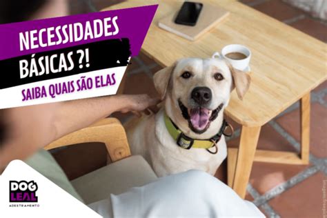 Voc Sabe Quais S O As Necessidades B Sicas Do Seu Cachorro