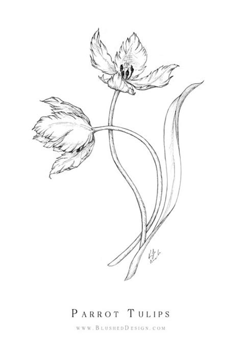 Inktober Flower Drawings 2019 Katrina Crouch Blushed Design