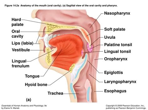 PPT Figure 14 1 The Human Digestive System Alimentary Canal And