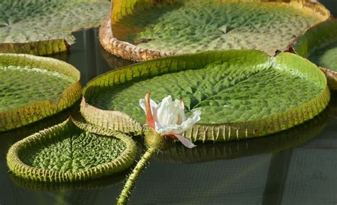 Victoria Amazonica Flowering Giant Waterlily In The Botani Flickr