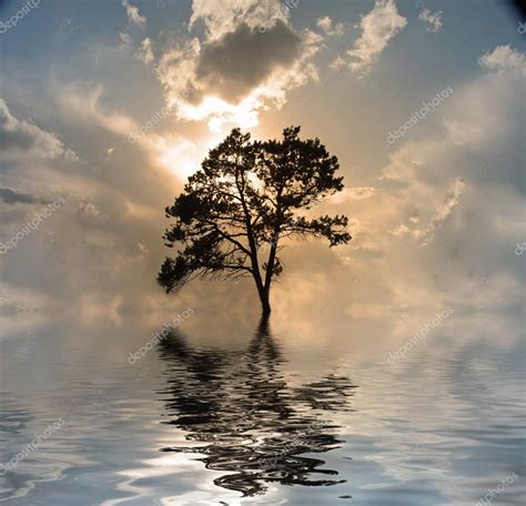 Un árbol en el agua puesta de sol fotografía de stock rolffimages