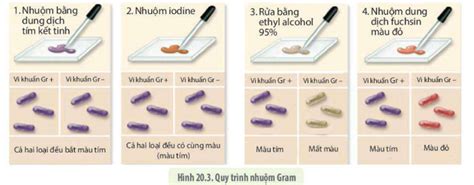 Lý thuyết sự đa dạng và phương pháp nghiên cứu vi sinh vật Sinh 10
