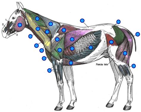 Superficial Muscles Part Diagram Quizlet