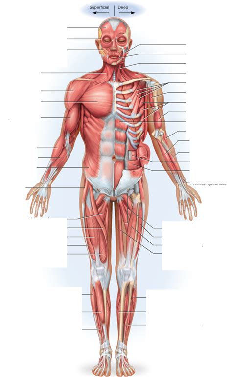 Lab Practical 3 Muscles And Their Functions Diagram Quizlet