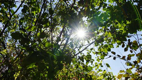 Fotos gratis árbol naturaleza bosque rama ligero luz de sol