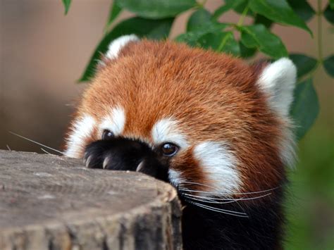 Mała panda Tapeta HD Tło 2048x1536 ID 650160 Wallpaper Abyss