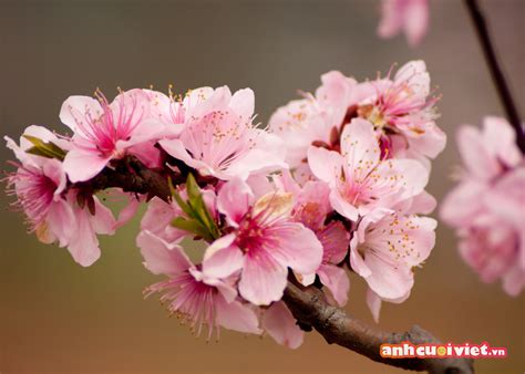 Tổng hợp nhiều hơn 101 hình nền hoa anh đào đẹp nhất tuyệt vời nhất