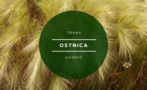 Jak siać trawę na starym trawniku Poradnik dosiewania trawy