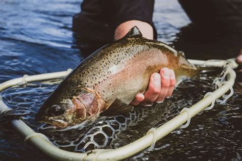 How To Catch Trout A Complete Beginners Guide Tilt Fishing