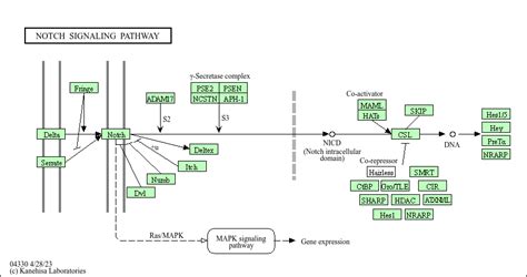 Kegg Pathway Notch Signaling Pathway Homo Sapiens Human