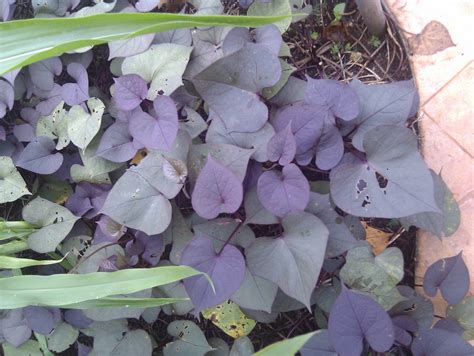 Patate Douce Planter Et Cultiver Ooreka