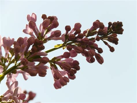 1920x1080 Wallpaper Pink Petaled Flower In Bloom Peakpx