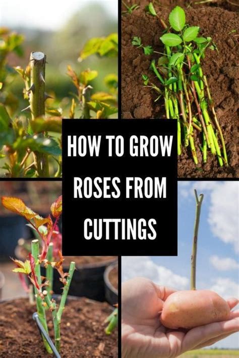 How Can I Grow Roses From Stem Cuttings