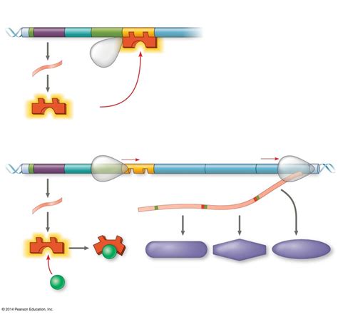 Lac Operon Part 1 Diagram Quizlet