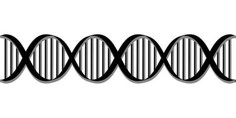 DNA PNG
