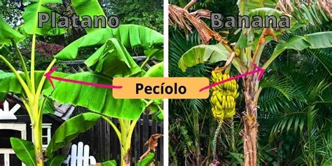 Diferencias Entre Una Planta De Banana Y Una De Pl Tano Wiki Agronomia