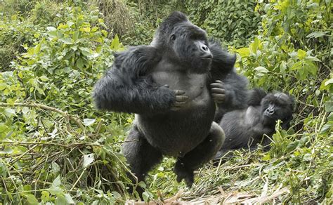 4 Days Double Gorilla Trekking Tour Rwanda Gorilla Tour