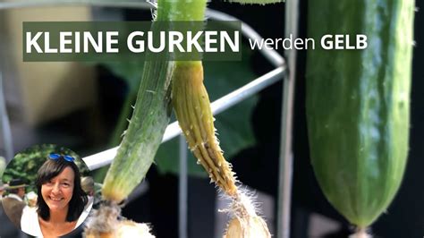 Kleine Gurken werden gelb und sterben ab 5 häufige Gründe und