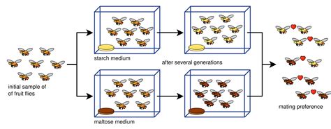 Speciation Definition Causes Types Process Biology Notes Online