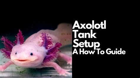 Axolotl Tank Keeping Guide Everything You Need To Know 56 OFF