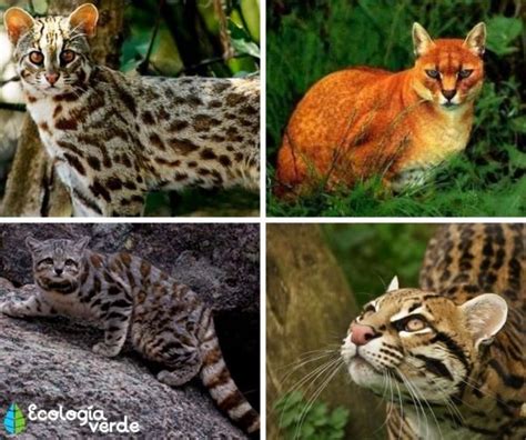 TIPOS de FELINOS sus Características y Ejemplos con FOTOS Serval
