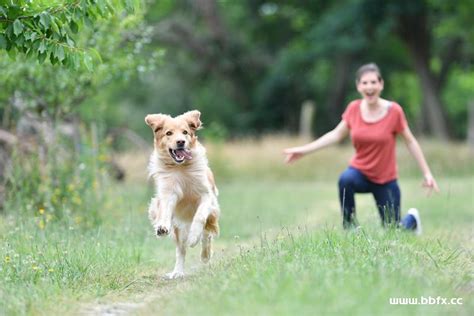 你的狗狗正确训练方式训狗训犬方法教程大全 宝贝分享网