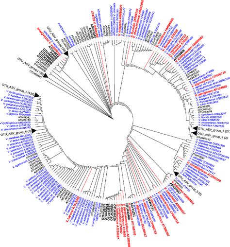 Phylogenetic Tree Showing The Location Of Amplicon Sequence Variants