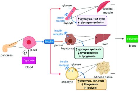 Hormonal Regulation Of Glucose Metabolism By Insulin Insulin Is
