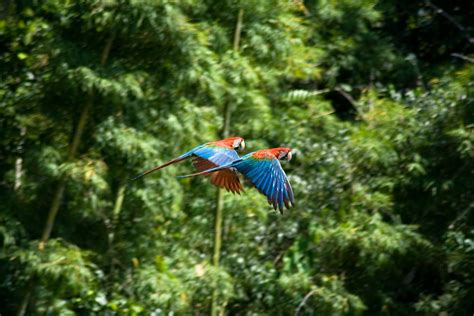 Jungle Birds