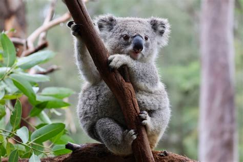 Warum Mussten Sie Sterben Tod Von 16 Koalas Wirft Fragen Auf