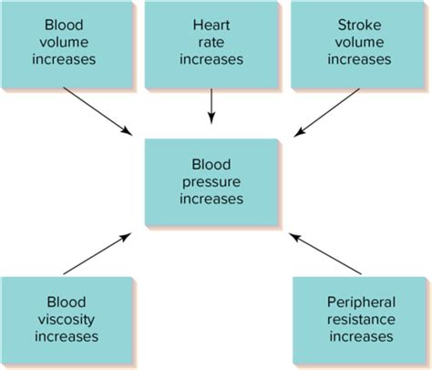 Cardiovascular Ex Phys Flashcards Quizlet