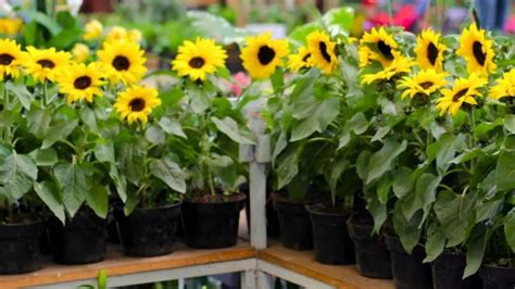 Girasoles guía completa para cultivarlo en maceta y disfrutar de sus