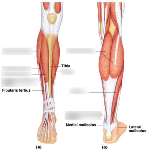 Lower Limb Muscles Diagram Quizlet