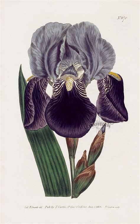 German Flag Iris From The William Curtis Botanical Magazine Published