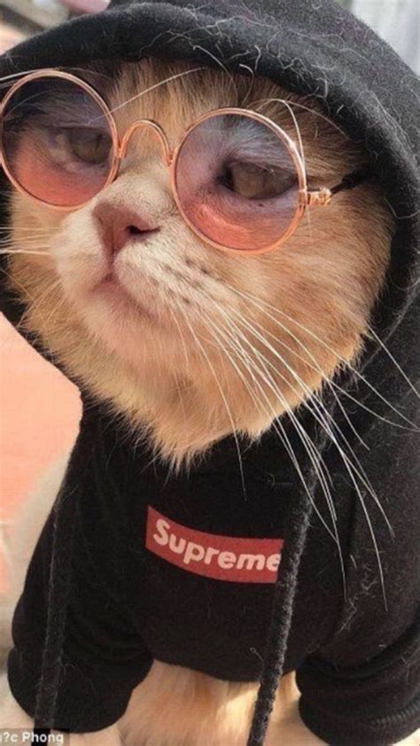 Yeat Cat Meme Pfp