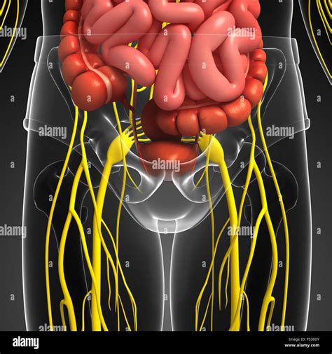 Illustration Of Human Pelvic Girdle With Nervous And Digestive System