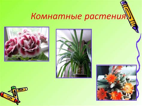 Комнатные растения презентация онлайн