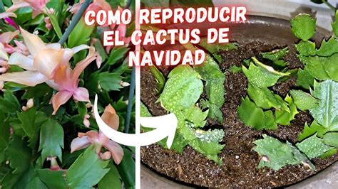 Como REPRODUCIR CACTUS DE NAVIDAD CUIDADOS Del CACTUS DE NAVIDAD