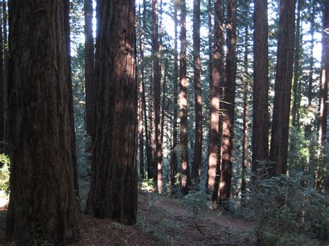 Redwoods Dekan Naked Flickr
