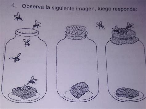 4 Observa La Siguiente Imagen Luego Responde Brainly Lat