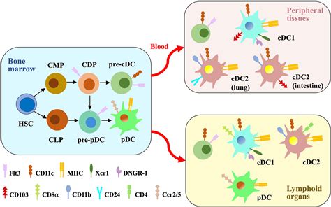 frontiers insights into dendritic cell maturation during infection with application of