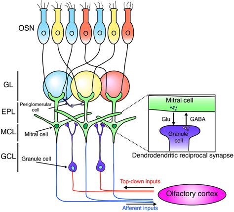 Olfactory Neuron
