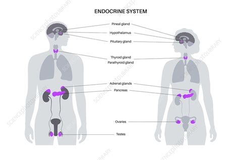 Human Endocrine System Illustration Stock Image F