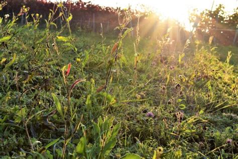 Kostenlose Foto Baum Natur Gras Pflanze Feld Rasen Wiese