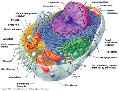 Unit 3 Cell Structure Diagram Quizlet