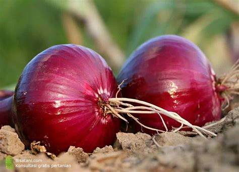 Cara Menanam Bawang Merah Di Rumah Maupun Sawah Lengkap