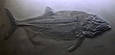 10 Peculiar Fossils That Hid Surprising Facts Listverse