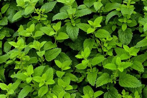 Comment faire fuir les rats et les souris 3 plantes répulsives pour