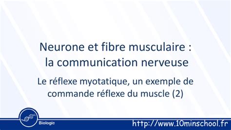 Neurone Et Fibre Musculaire La Communication Nerveuse