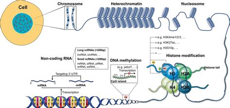 Epigenetic Regulation Of Gene Expression